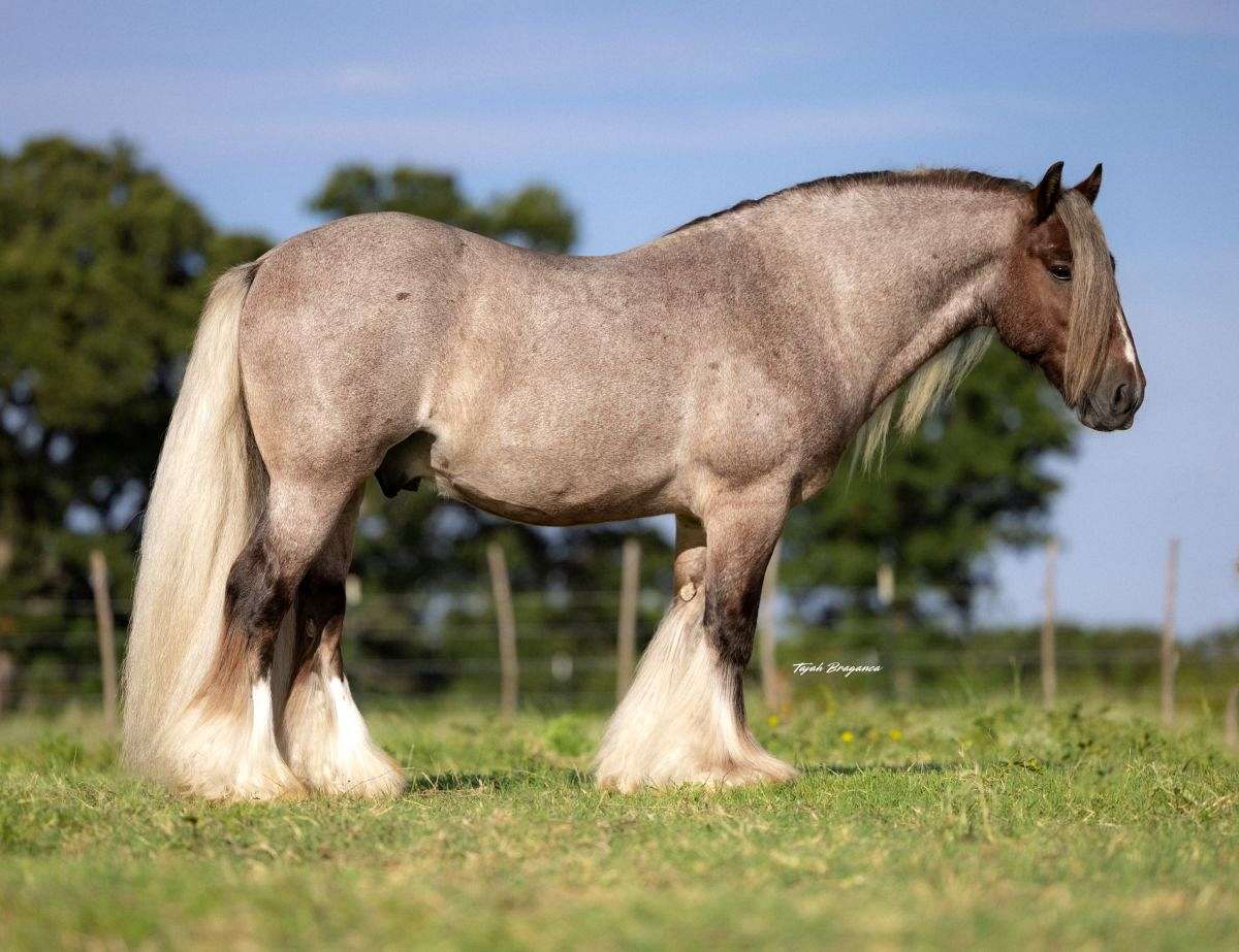 Saint - Dream Horse Deluxe 6 Yr Old Silver Bay Roan GVHS Gelding!