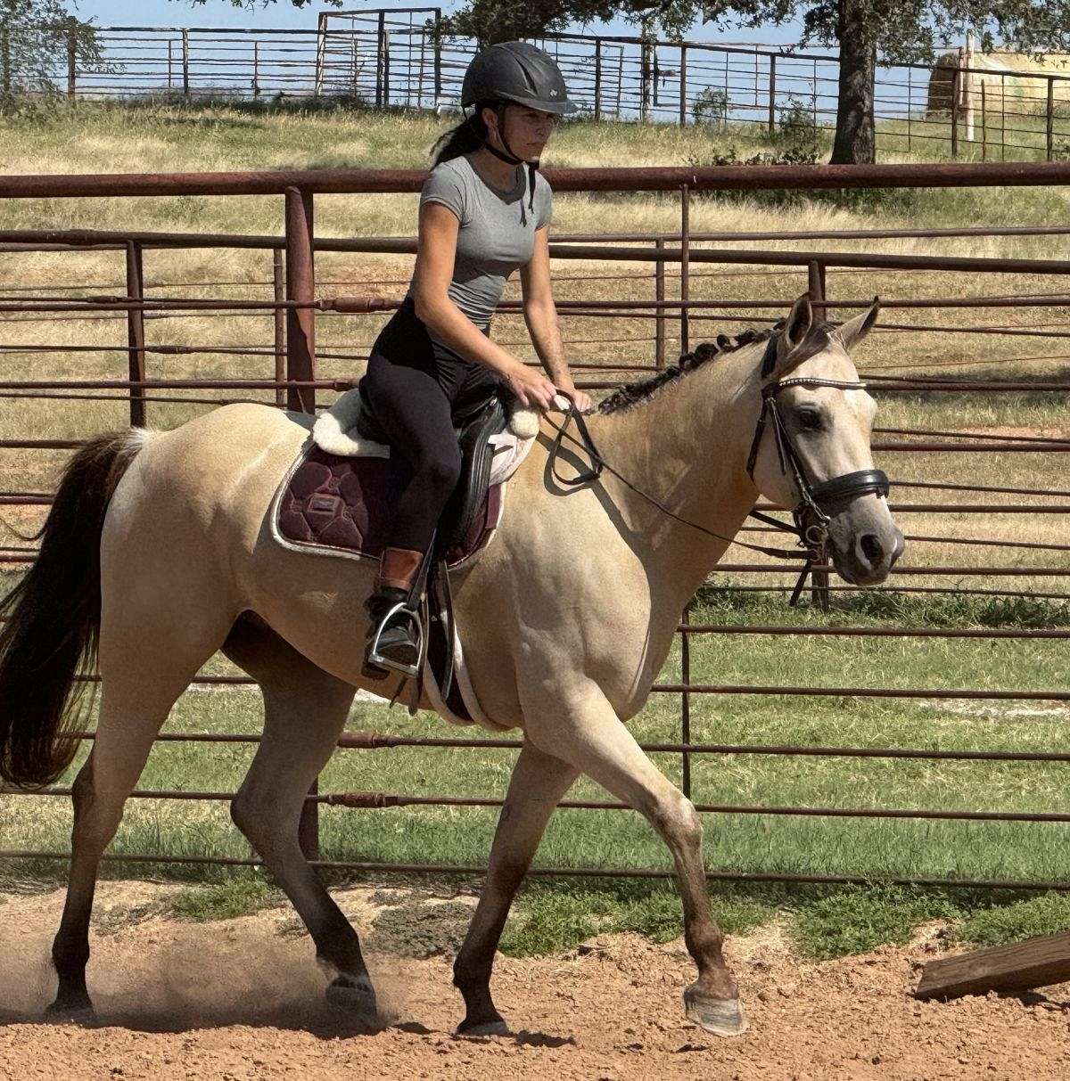 Ruger - Your Forever Heart Horse 5 yo Buckskin Quarter Horse Cross Gelding!