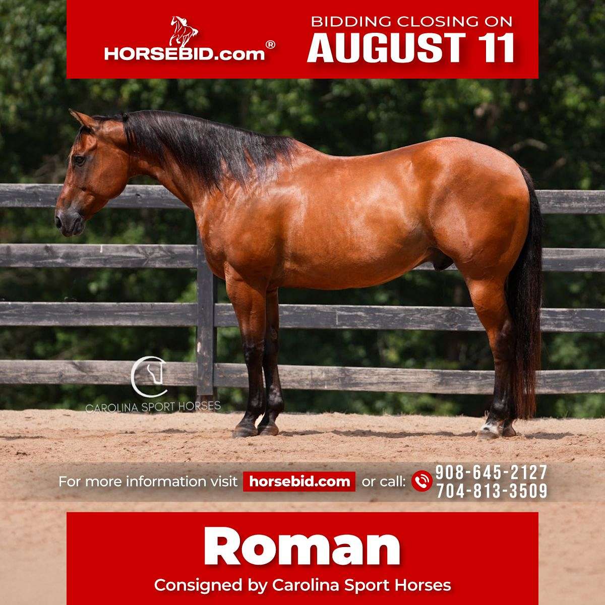 Roman - Versatile & Family-Friendly 11 Yr Old Bay AQHA Gelding!