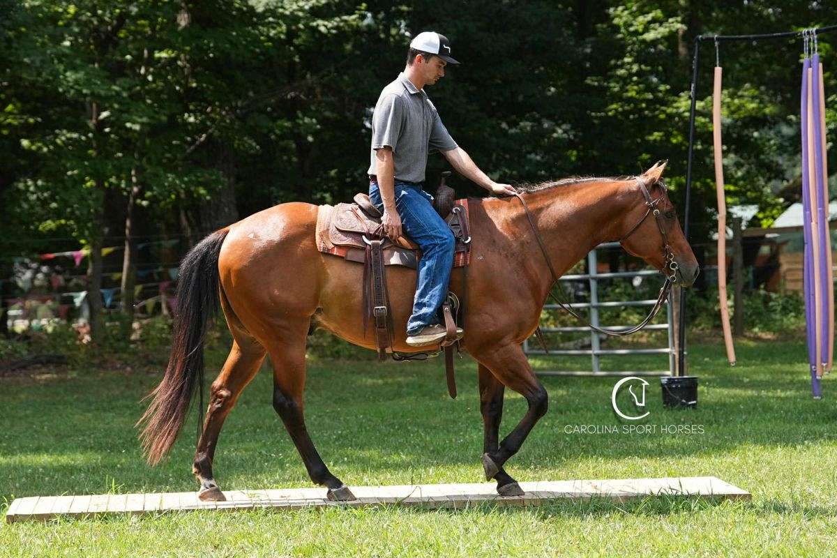 Roman - Versatile & Family-Friendly 11 Yr Old Bay AQHA Gelding!