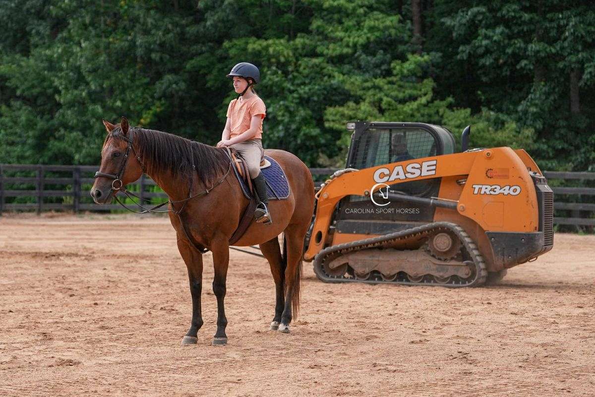 Roman - Versatile & Family-Friendly 11 Yr Old Bay AQHA Gelding!