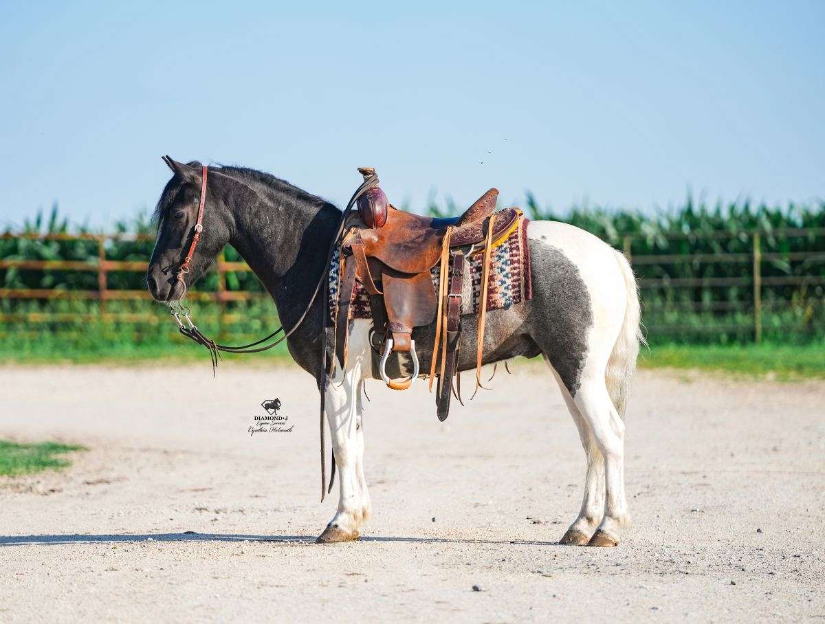 Poncho - Great All-Around Pony 4 Yr Old Blue Roan Paint Pony Gelding!
