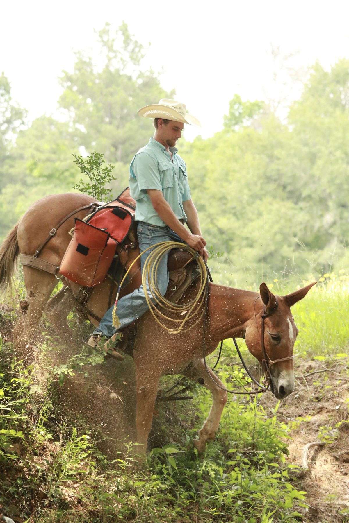 Paris - Super Cool Ranch & Trail Deluxe 8 Yr Old Red Dun Molly Mule!