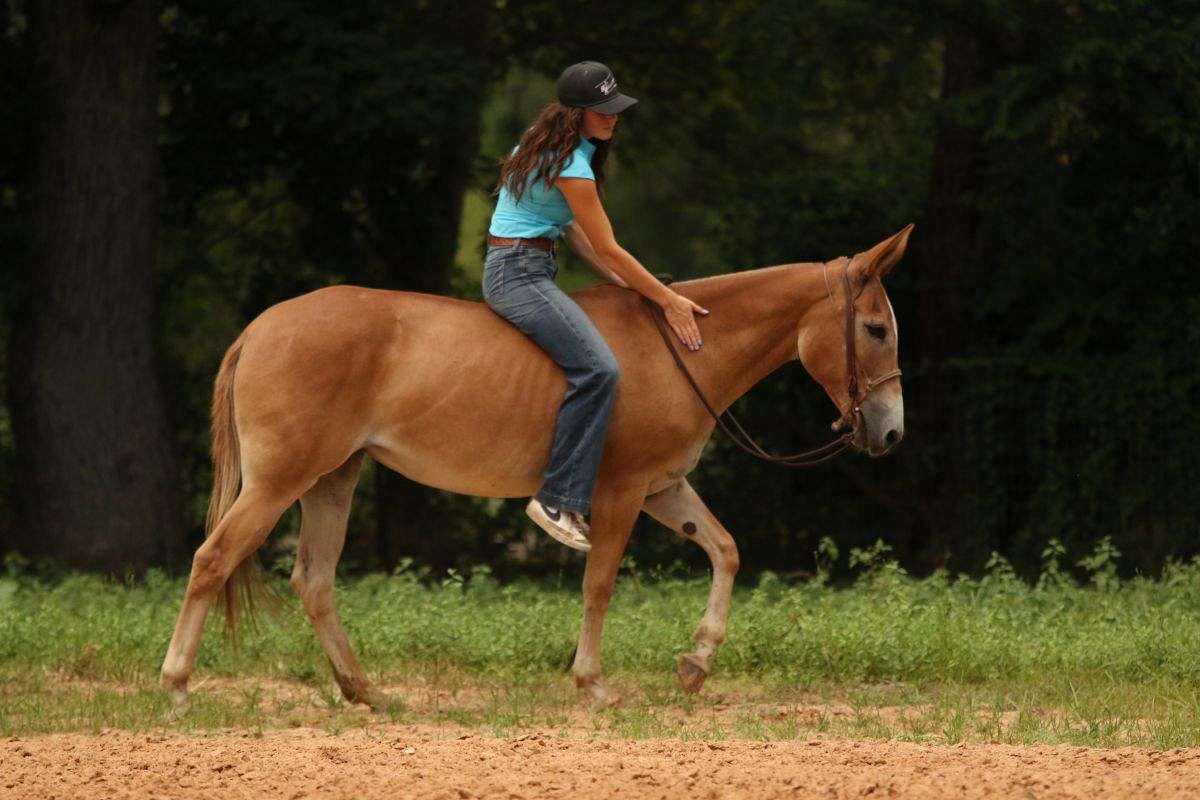 Paris - Super Cool Ranch & Trail Deluxe 8 Yr Old Red Dun Molly Mule!