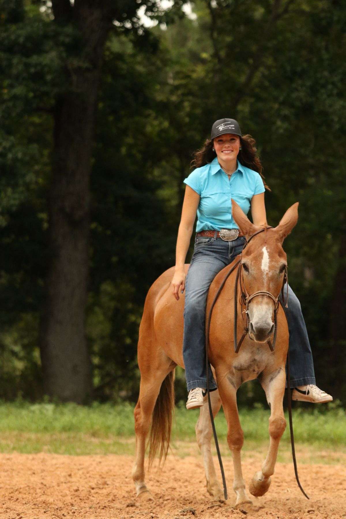 Paris - Super Cool Ranch & Trail Deluxe 8 Yr Old Red Dun Molly Mule!