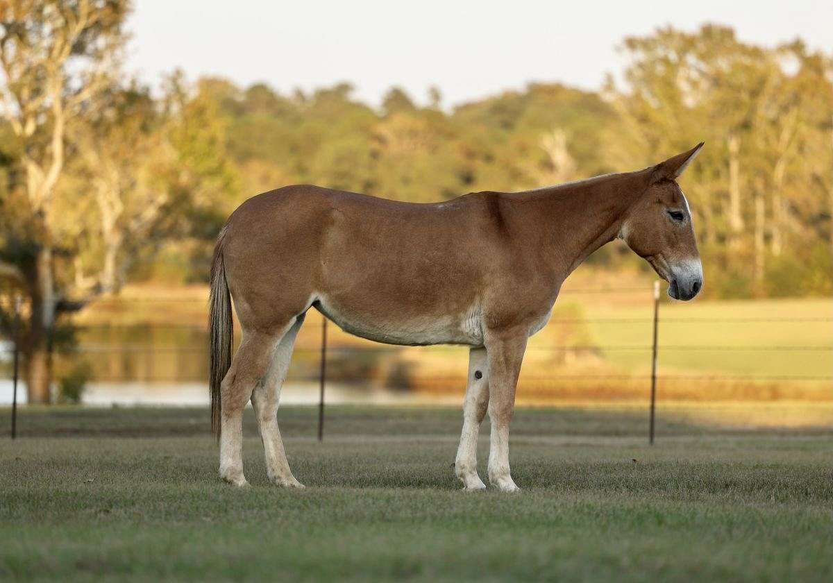 Paris - Super Cool Ranch & Trail Deluxe 8 Yr Old Red Dun Molly Mule!
