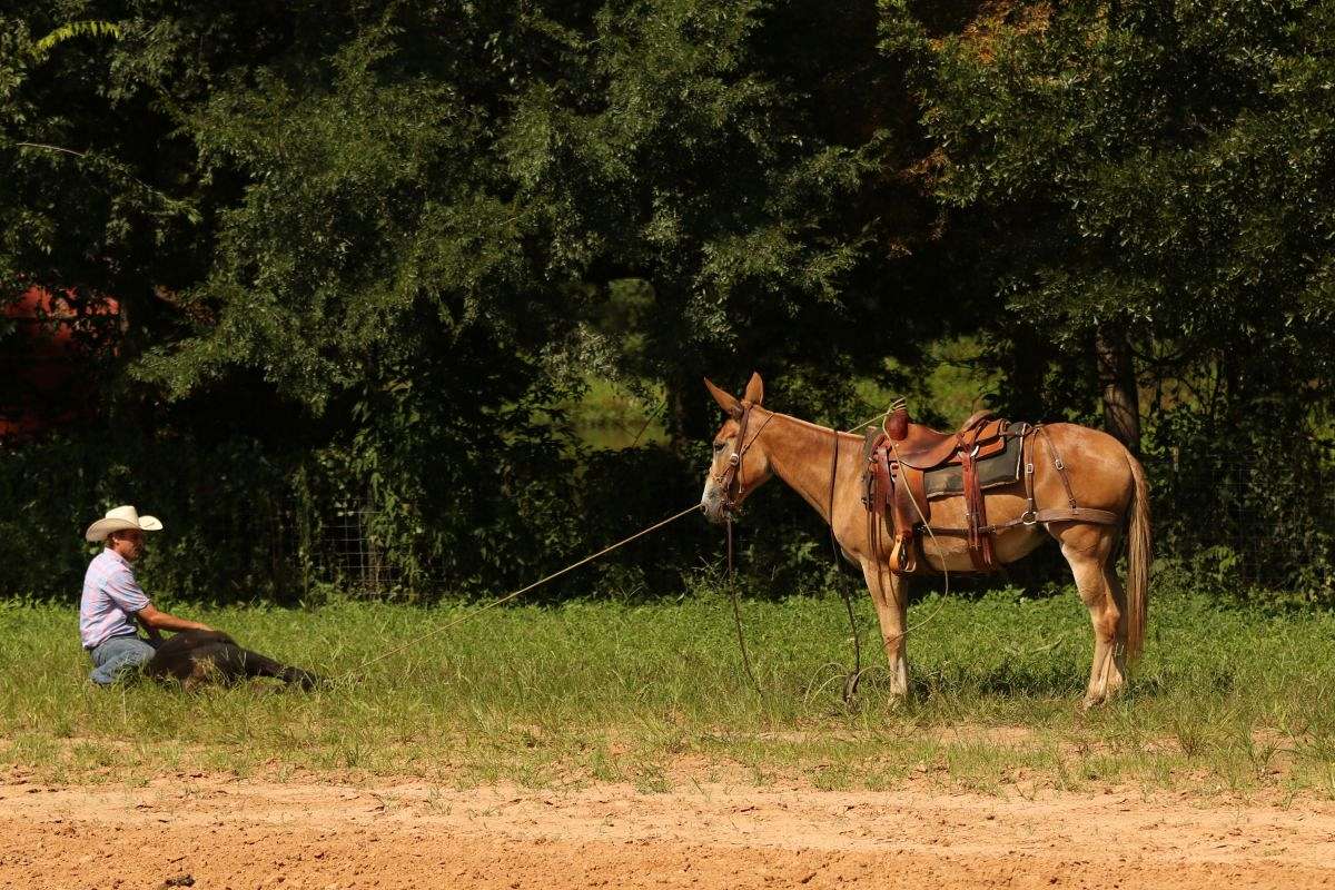 Paris - Super Cool Ranch & Trail Deluxe 8 Yr Old Red Dun Molly Mule!