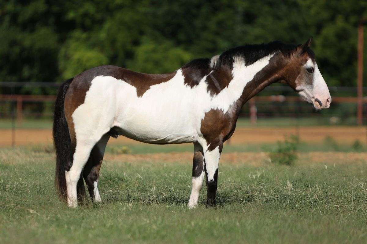 Finding Nemo - Kid Tested & Mother Approved 10 yo Bay Overo Pony Gelding!