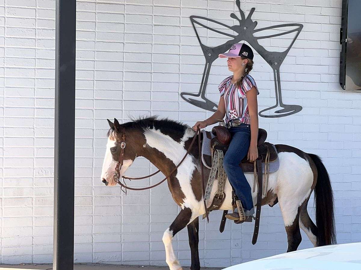 Finding Nemo - Kid Tested & Mother Approved 10 yo Bay Overo Pony Gelding!