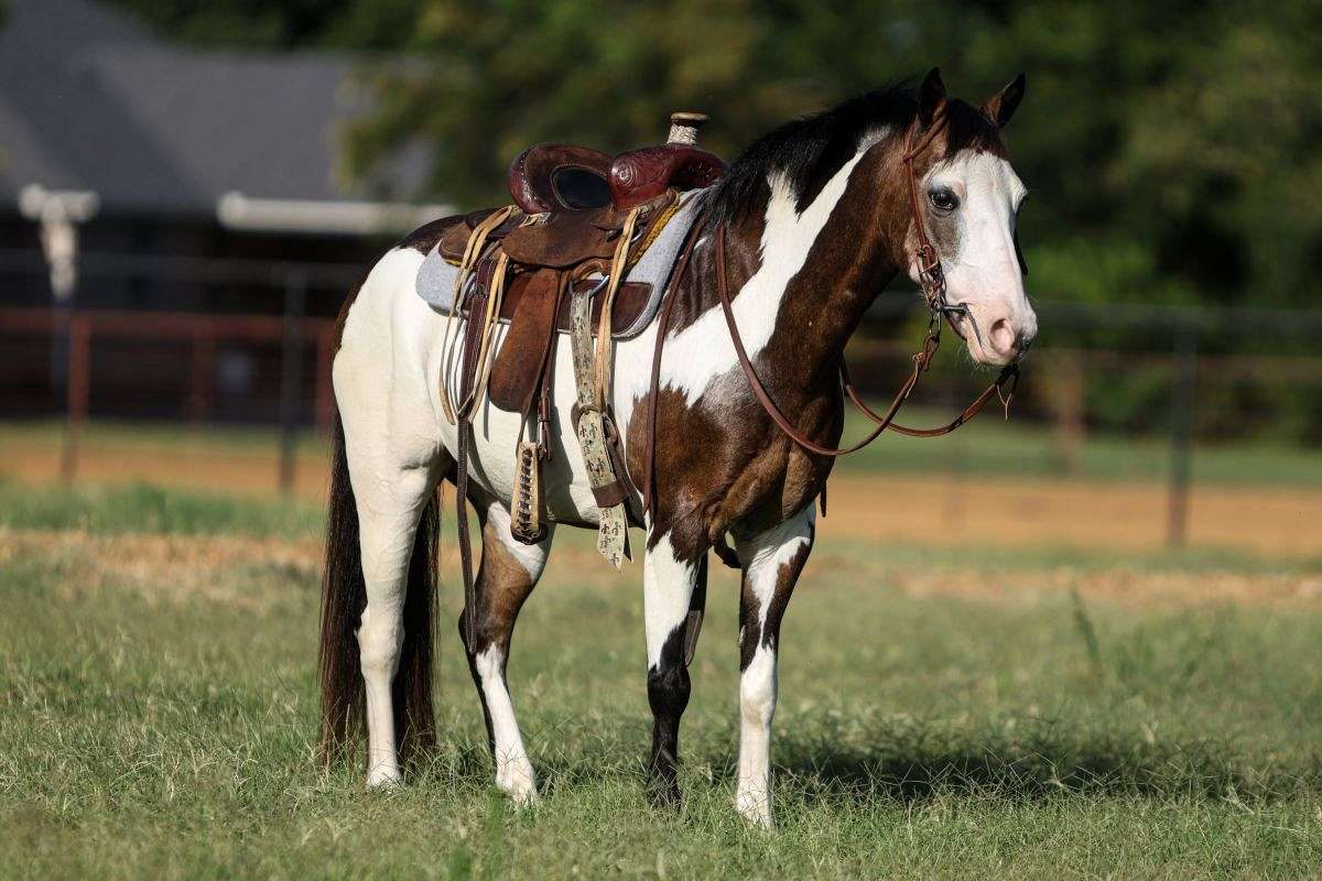 Finding Nemo - Kid Tested & Mother Approved 10 yo Bay Overo Pony Gelding!