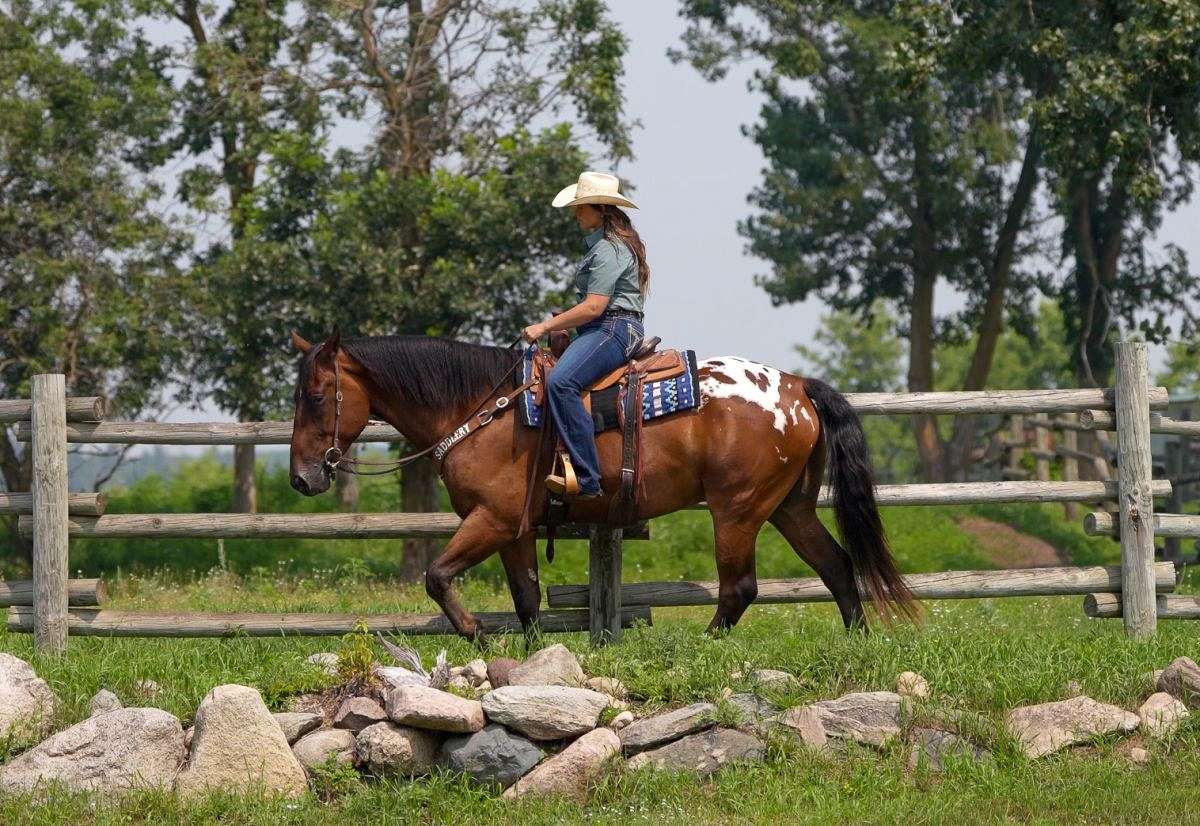 Excalibur - Flashy Show Prospect 4 yo Bay Blanket Sugarbush Draft Gelding!