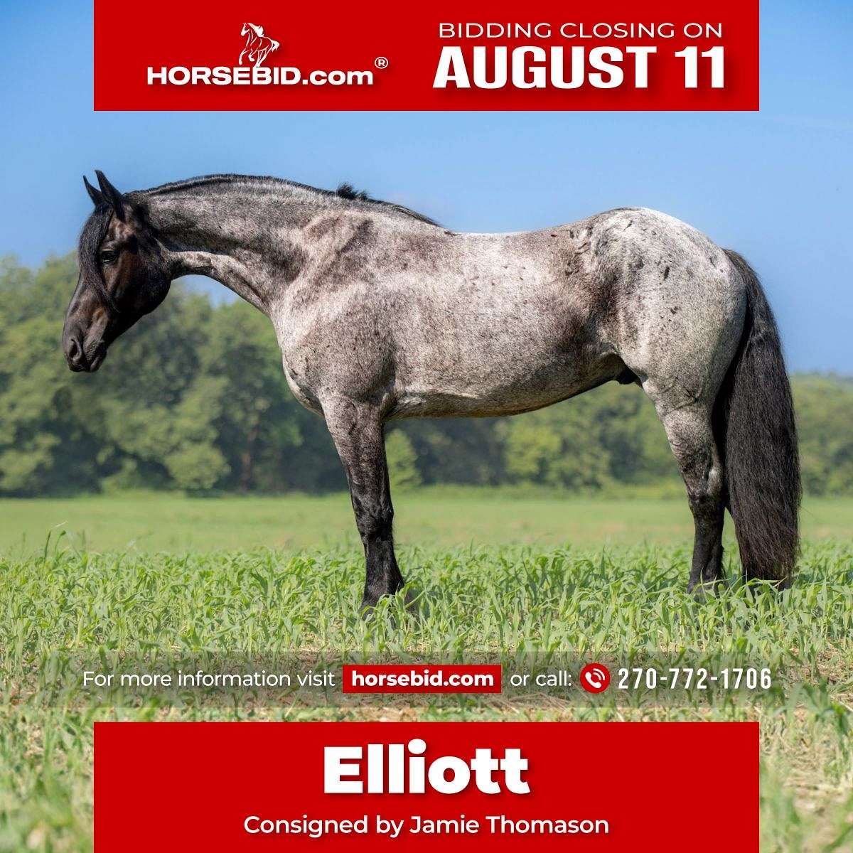 Elliott - Exceptionally Versatile 4 yo Blue Roan Friesian/Percheron Gelding