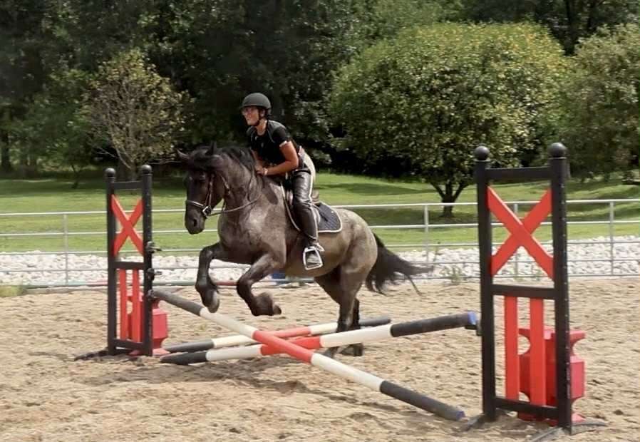 Elliott - Exceptionally Versatile 4 yo Blue Roan Friesian/Percheron Gelding