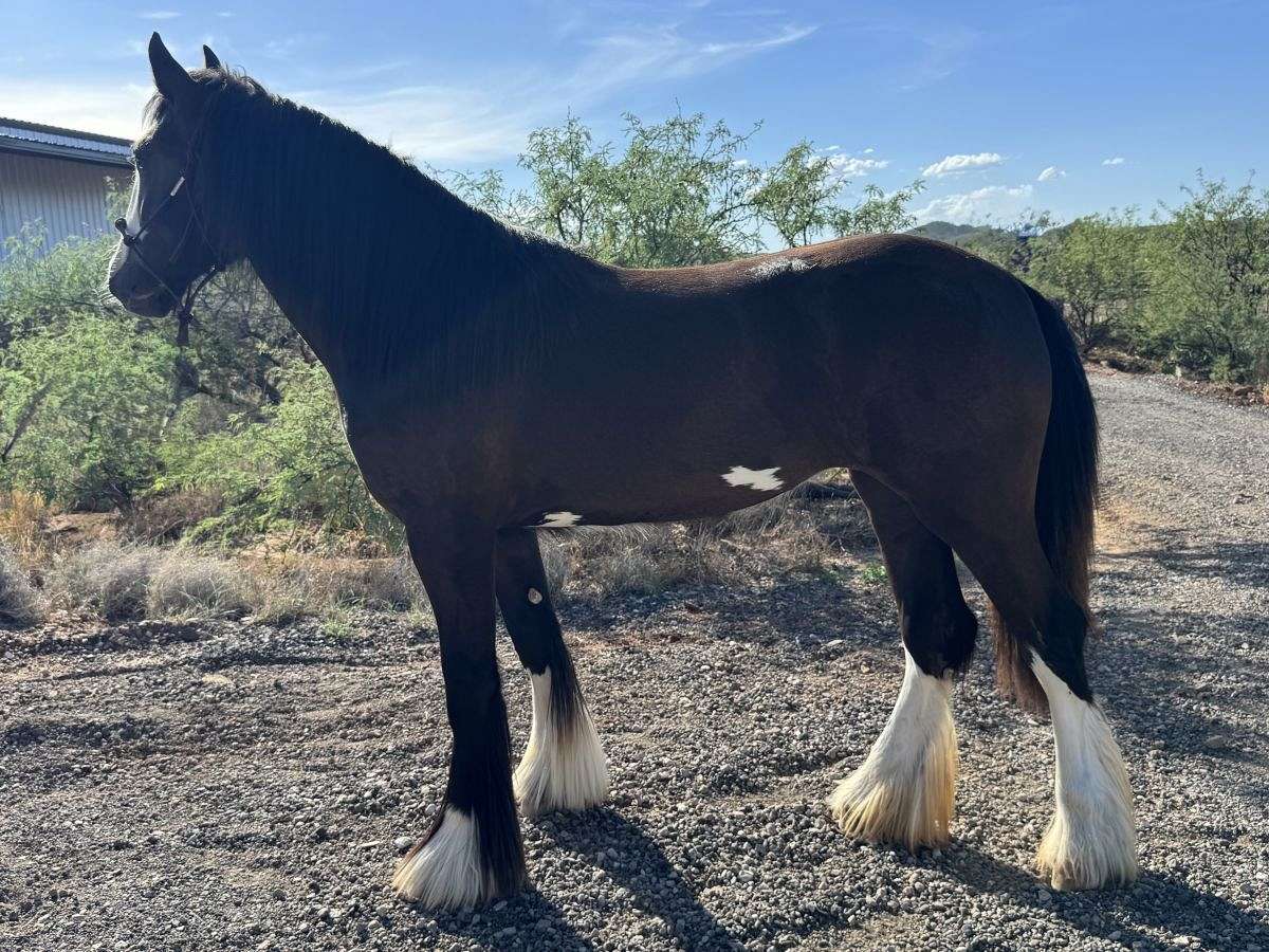 Mystic River of Ocotillo Ridge Ranch