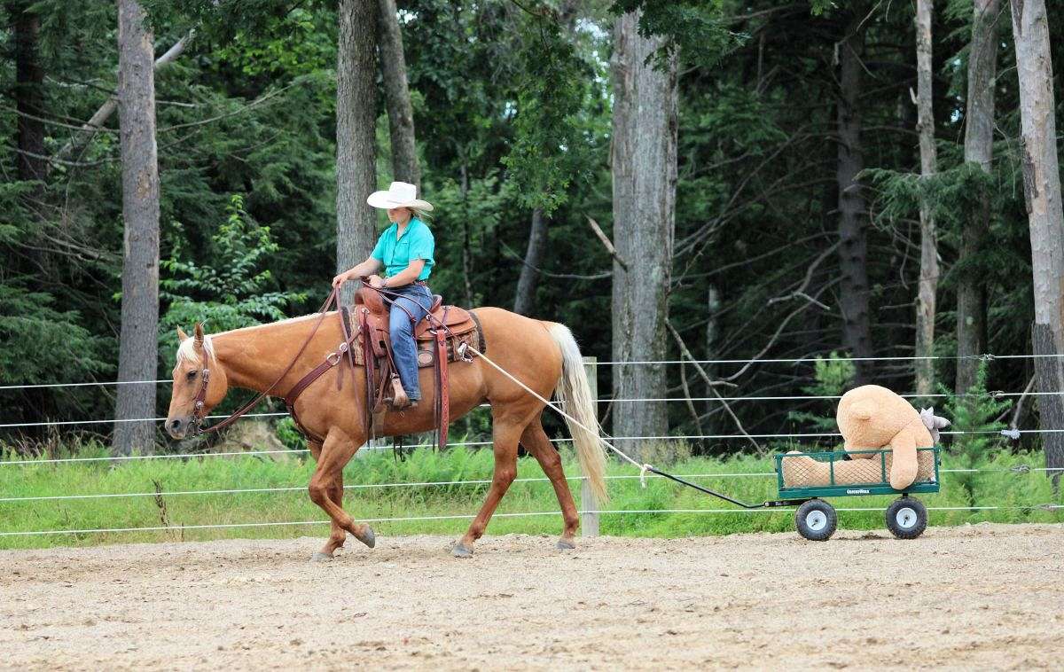 Dumplin - Perfect All-Around Family Horse 9 yo Palomino Quarter Horse Mare!
