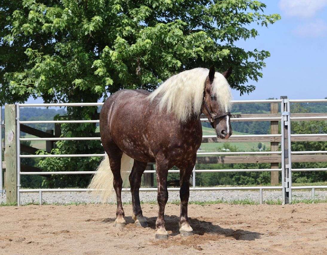 Dallas - Safe, Sound, and Special 4 yo Silver Chocolate Crossbred Gelding!