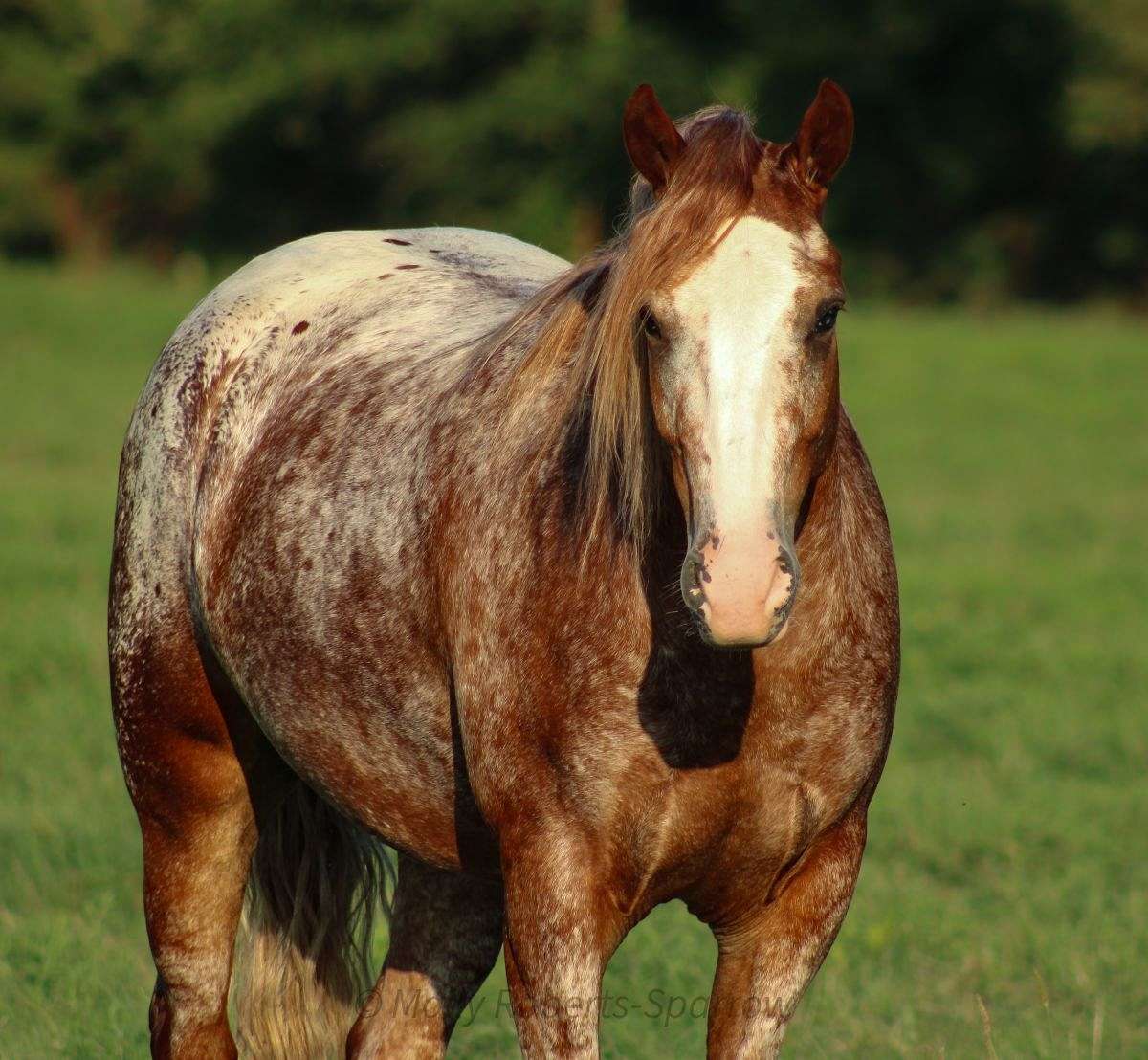 Codi - Ranchy and Reliable 5 yo Chestnut Blanket Gypsy Vanner Cross Gelding