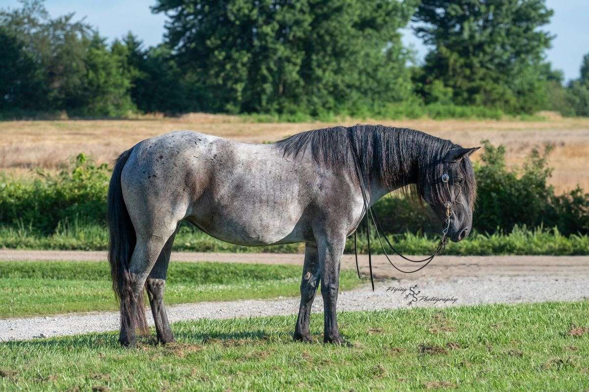 Candi - Super Quiet and Gentle 5 Yr Old Blue Roan Draft Cross Mare!