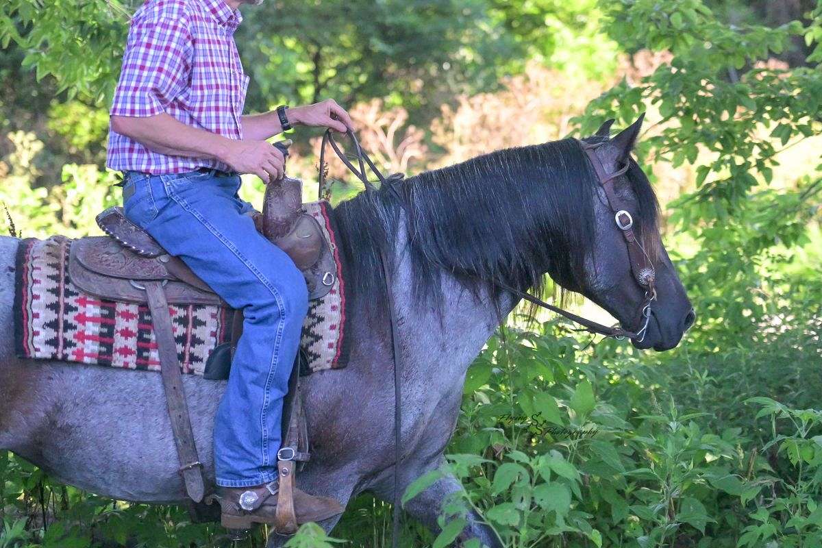 Candi - Super Quiet and Gentle 5 Yr Old Blue Roan Draft Cross Mare!