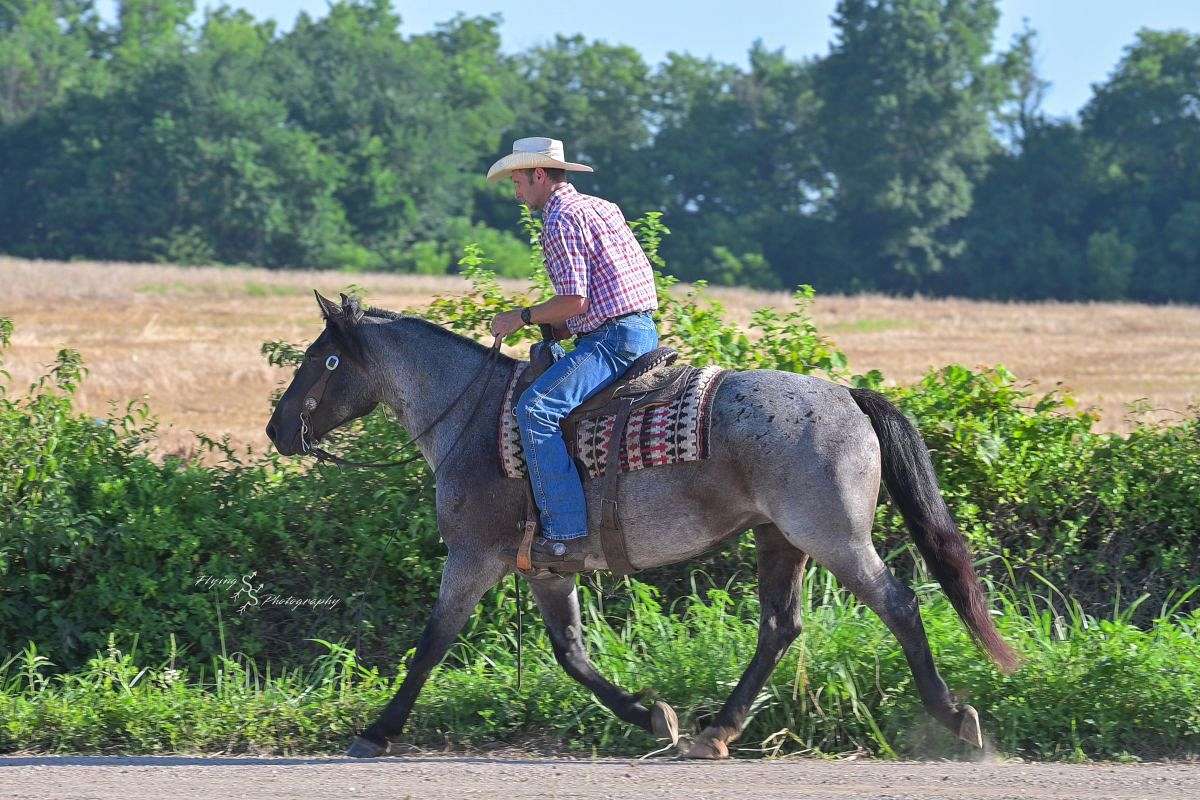 Candi - Super Quiet and Gentle 5 Yr Old Blue Roan Draft Cross Mare!