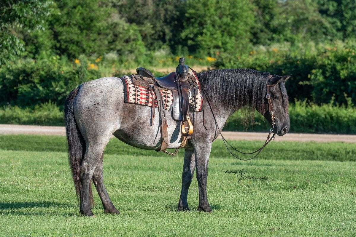 Candi - Super Quiet and Gentle 5 Yr Old Blue Roan Draft Cross Mare!