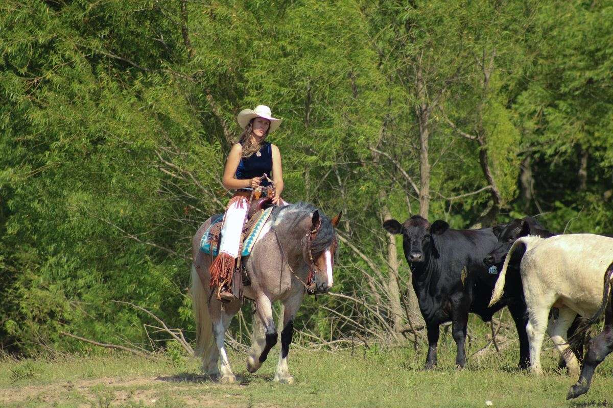 Bell Bottom - Built to Shine, Ready to Work 5 yo Paint Gypsy Cross Mare!