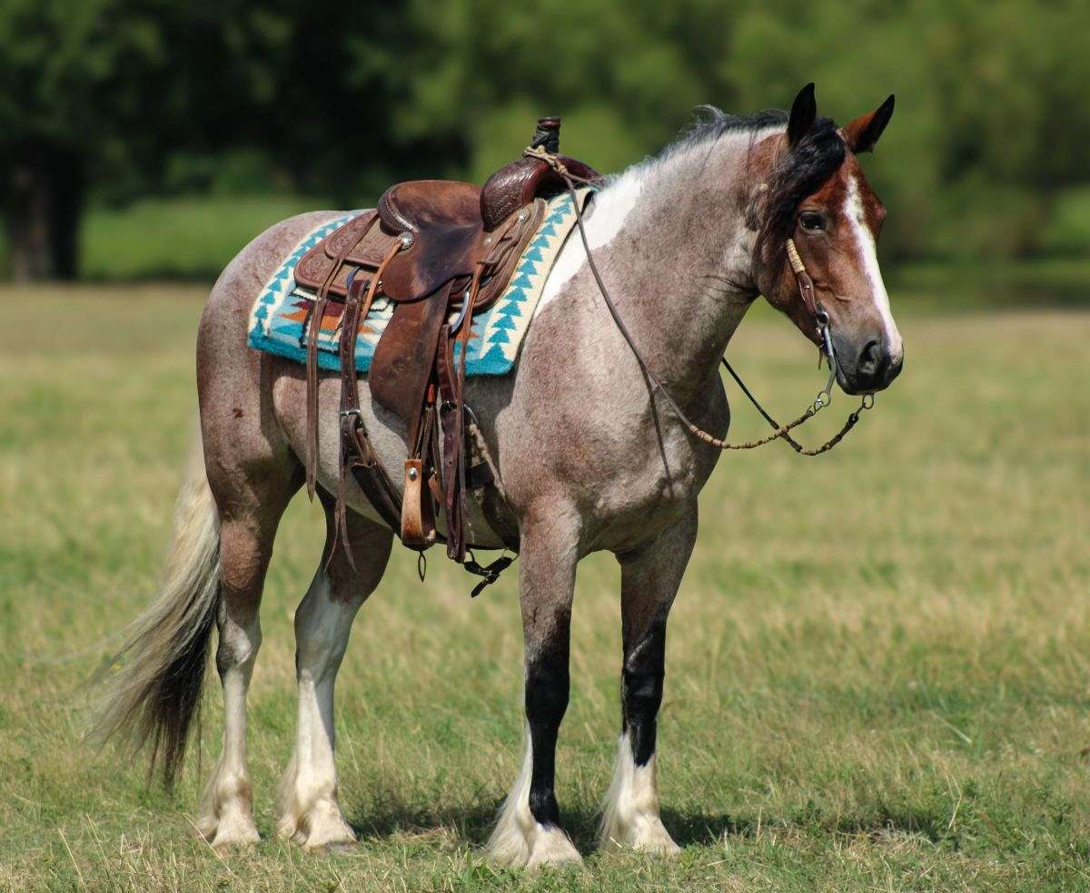Bell Bottom - Built to Shine, Ready to Work 5 yo Paint Gypsy Cross Mare!