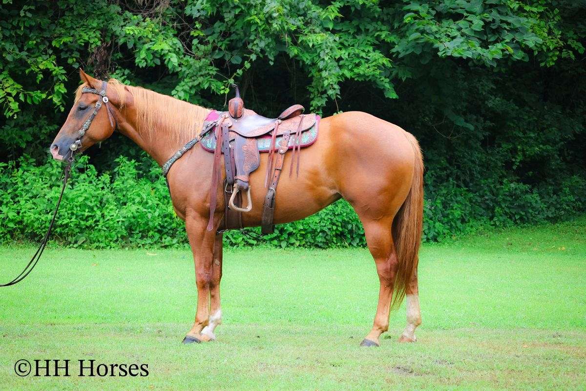 Well Broke, Well Trained, Well Bred AQHA Sorrel Mare, Ranch Work