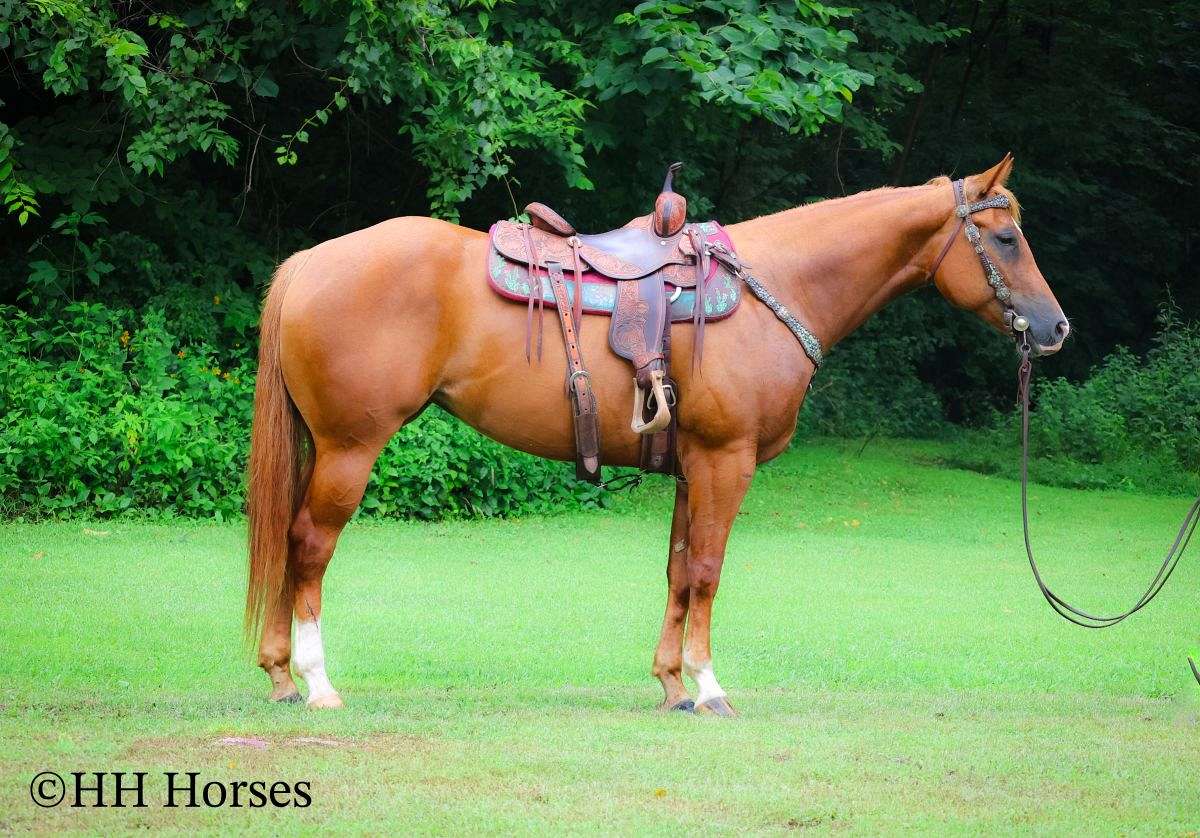 Well Broke, Well Trained, Well Bred AQHA Sorrel Mare, Ranch Work