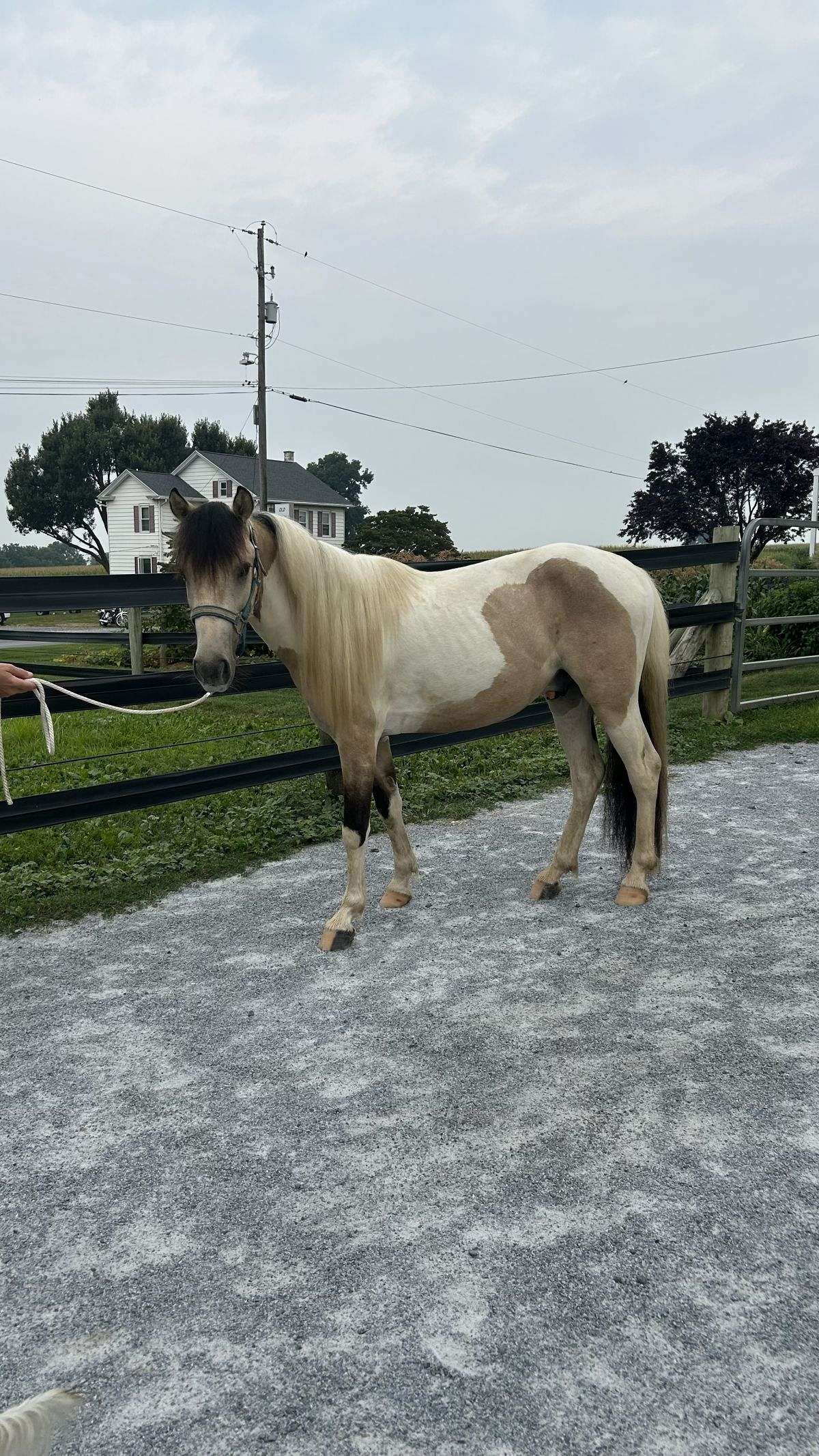 Texas, Beautiful Trained Pony for Sale