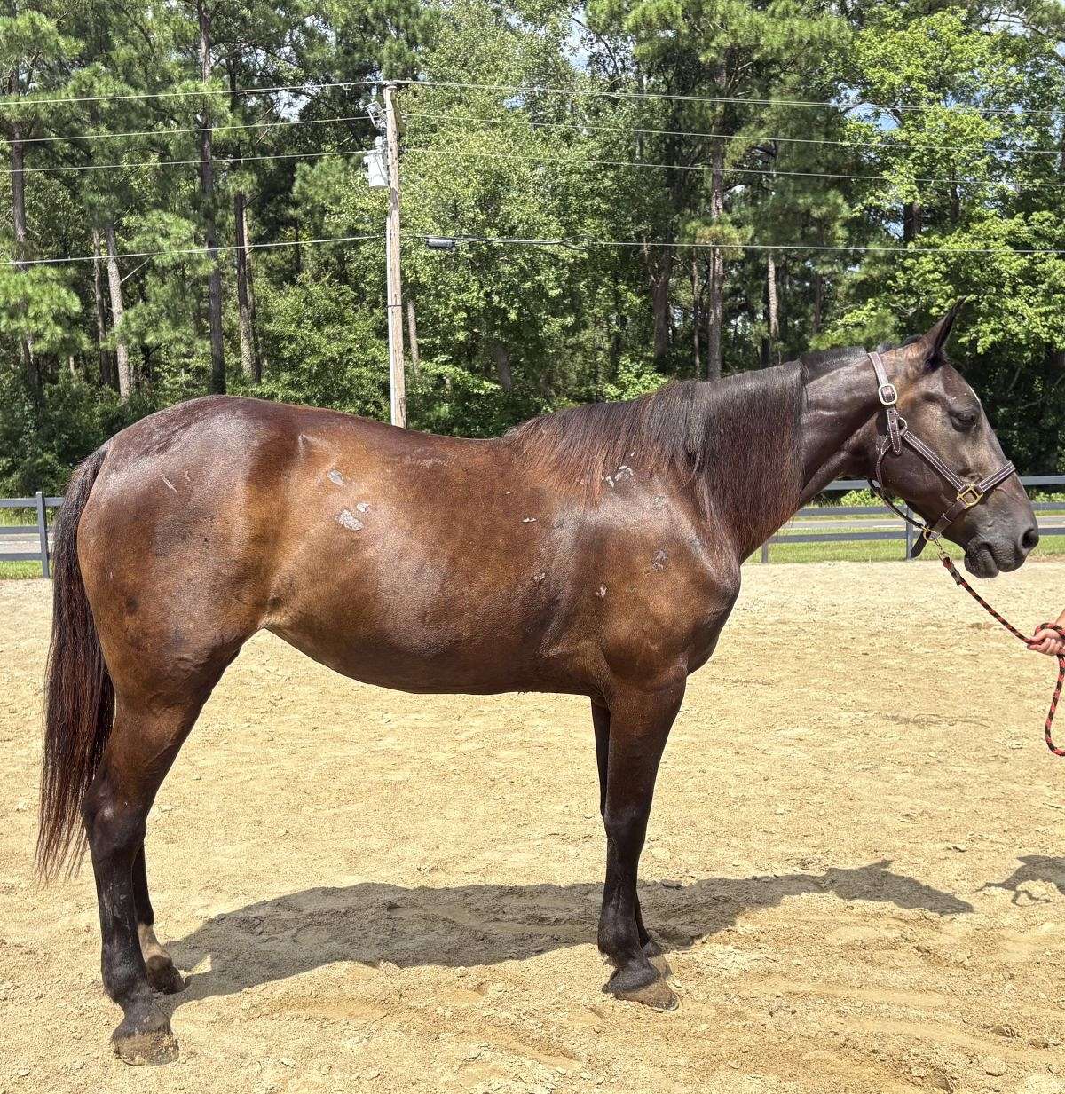 Black QH Cross Mare