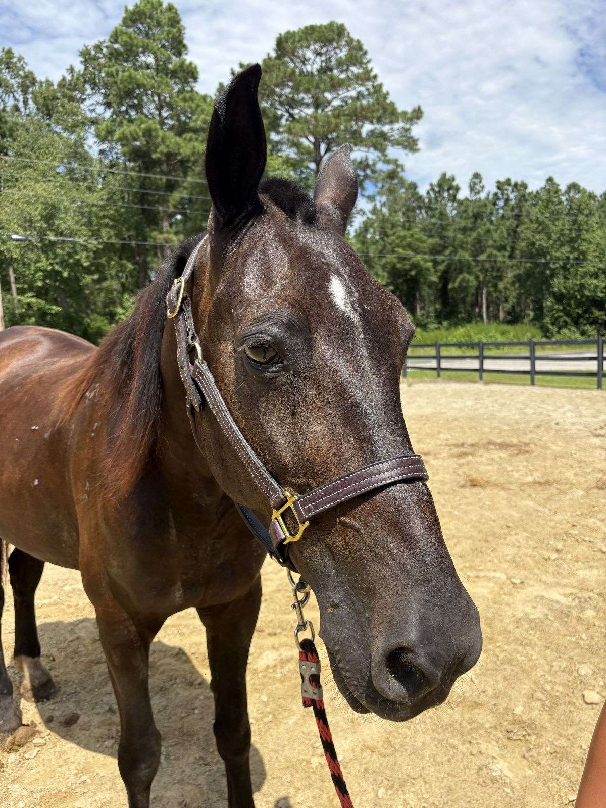 Black QH Cross Mare