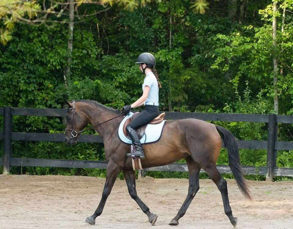 8 Year Old Thoroughbred Mare