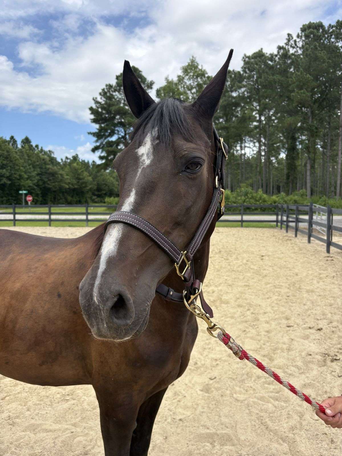 Bay Morgan Mare
