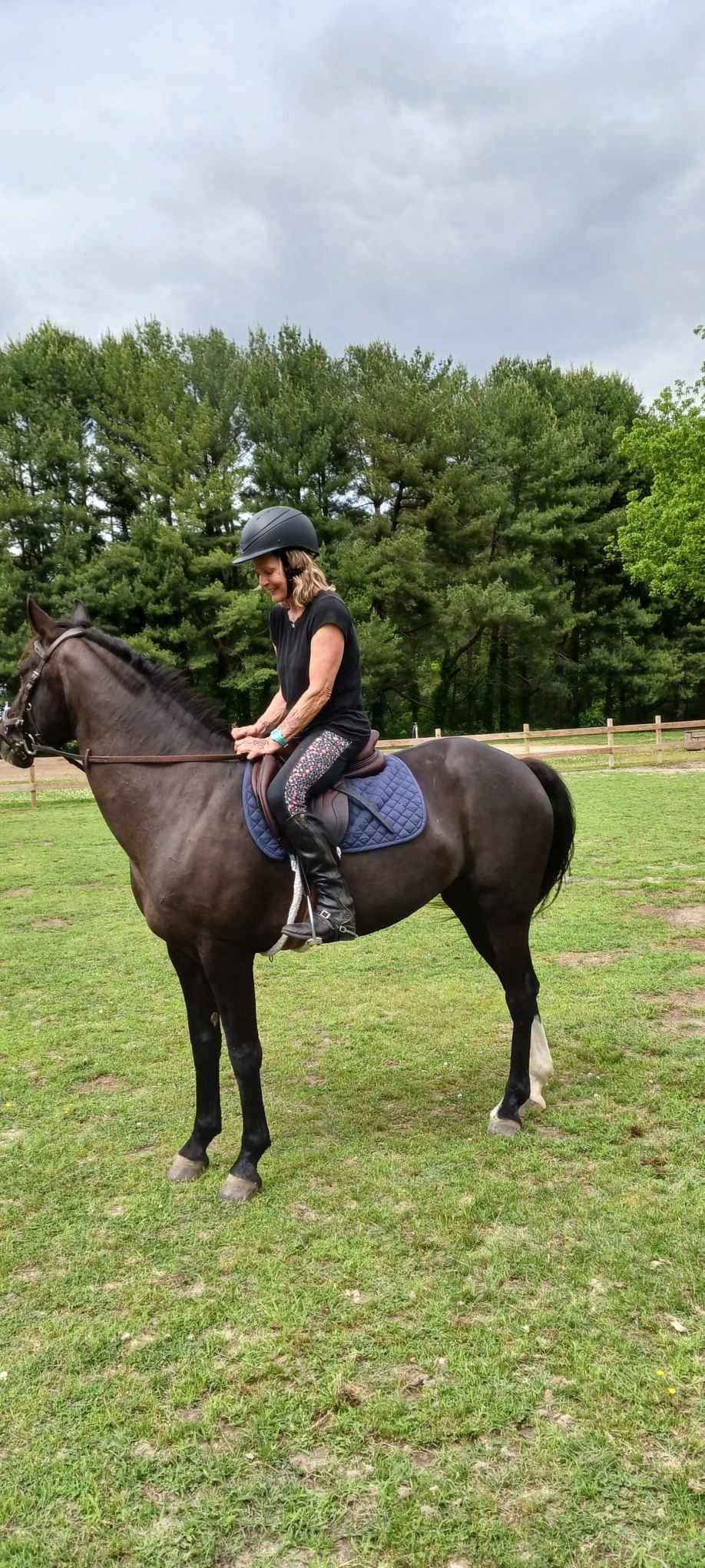 All Around Morgan Pony