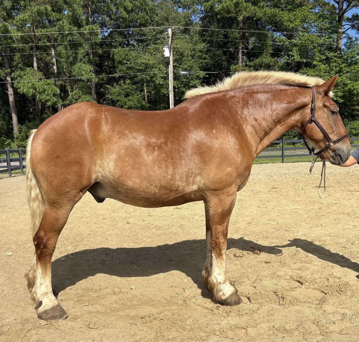 Big Belgian Gelding