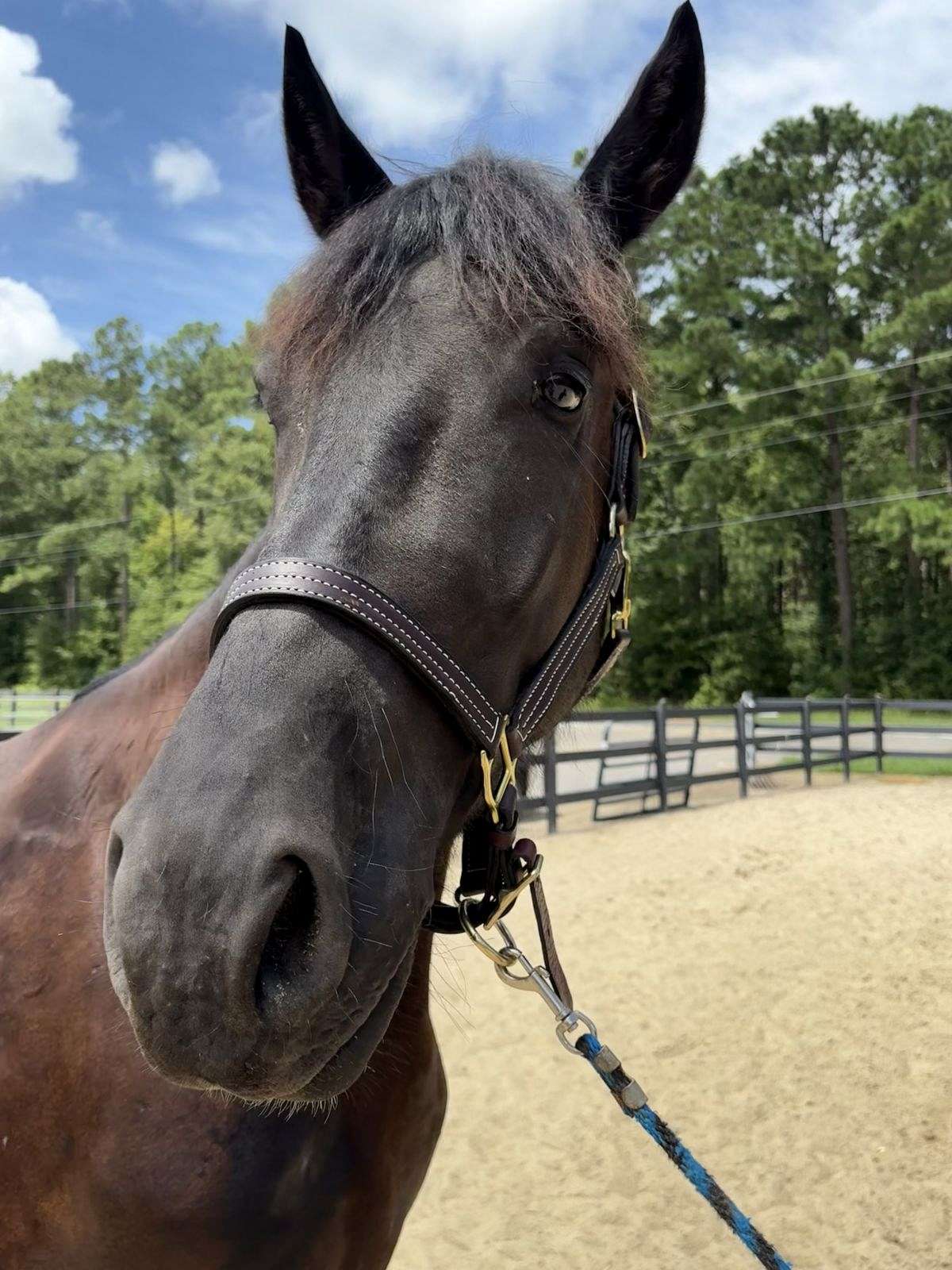 Registered Friesian Spotted Draft