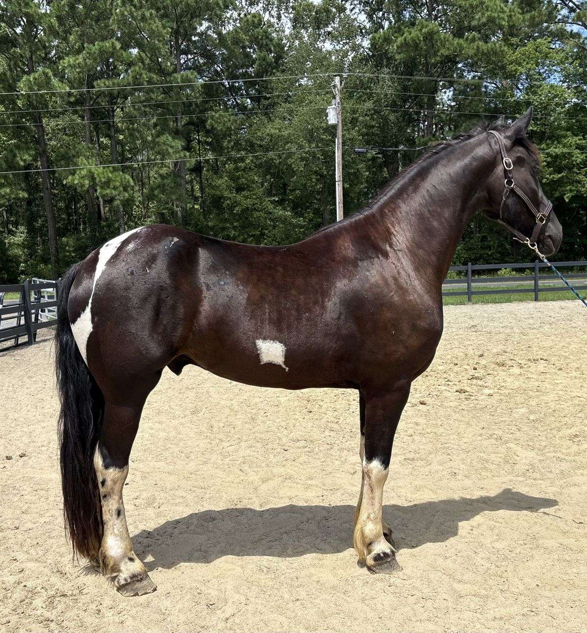 Registered Friesian Spotted Draft