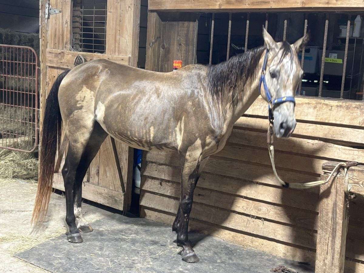 Quarter Pony For Sale