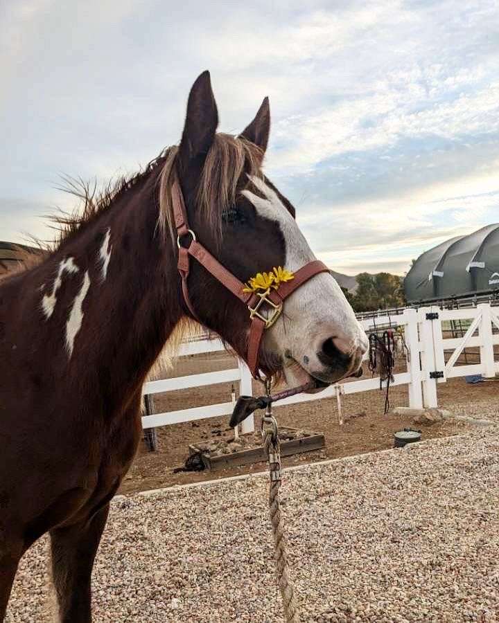 Flashy 4 Year Old Mustang