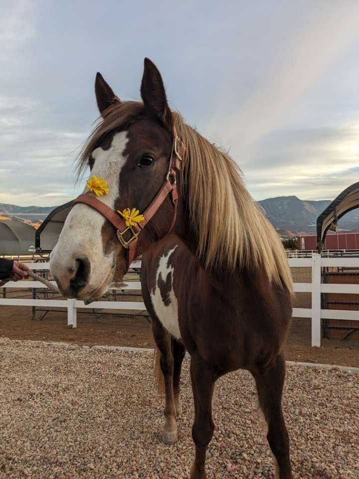 Flashy 4 Year Old Mustang