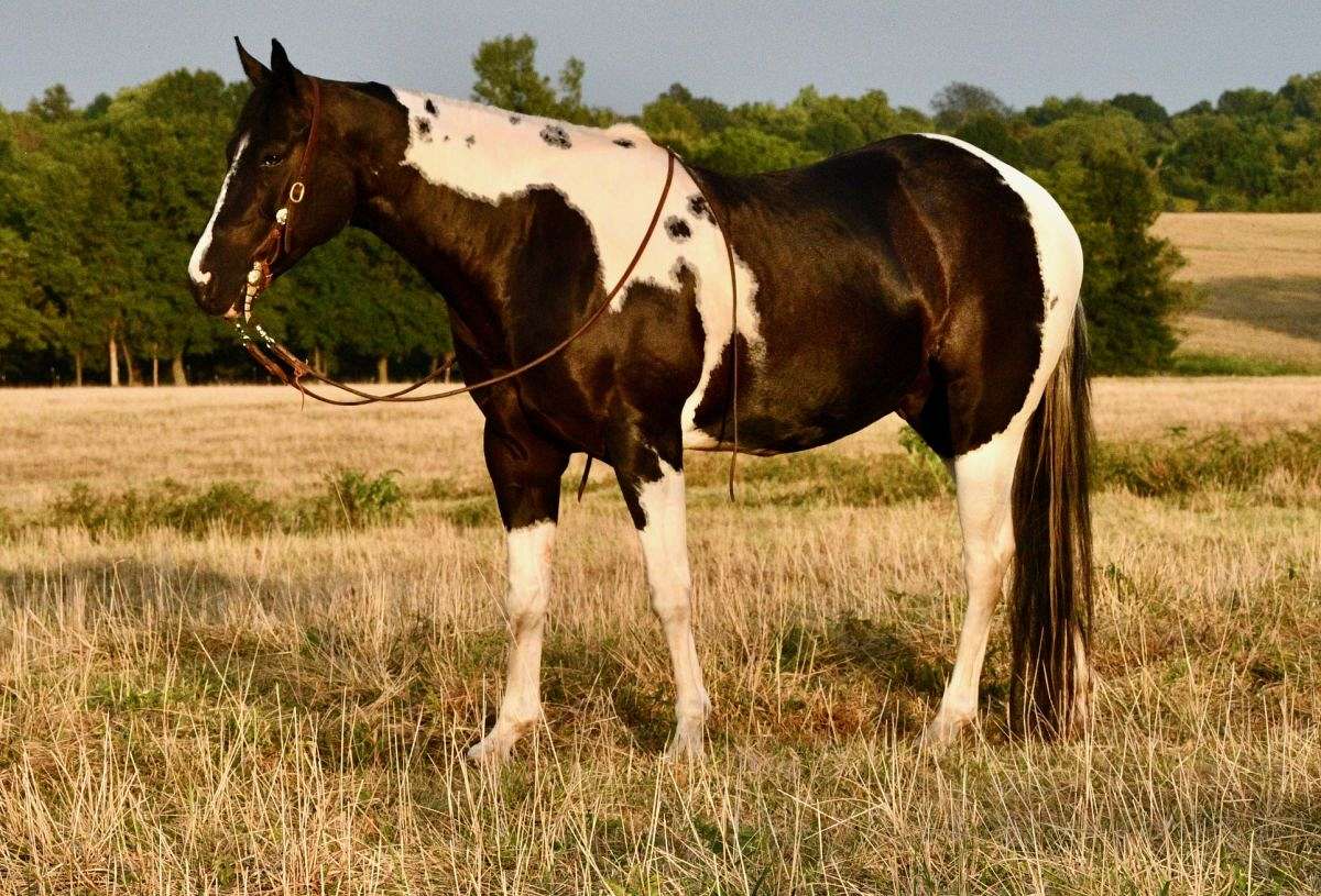 Armstrong's Jojo ~ 7yr Old, Registered APHA Black Tobiano Gelding