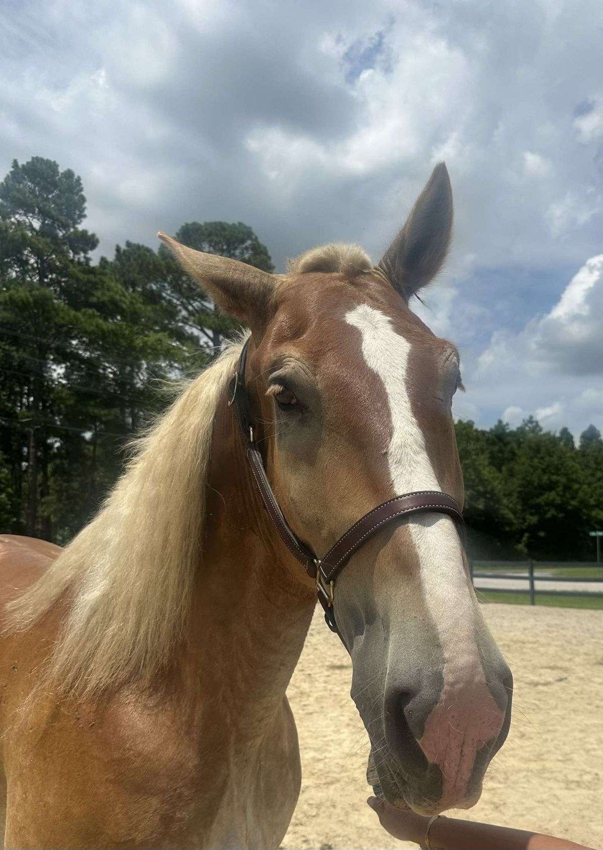 Bombproof Belgian Gelding
