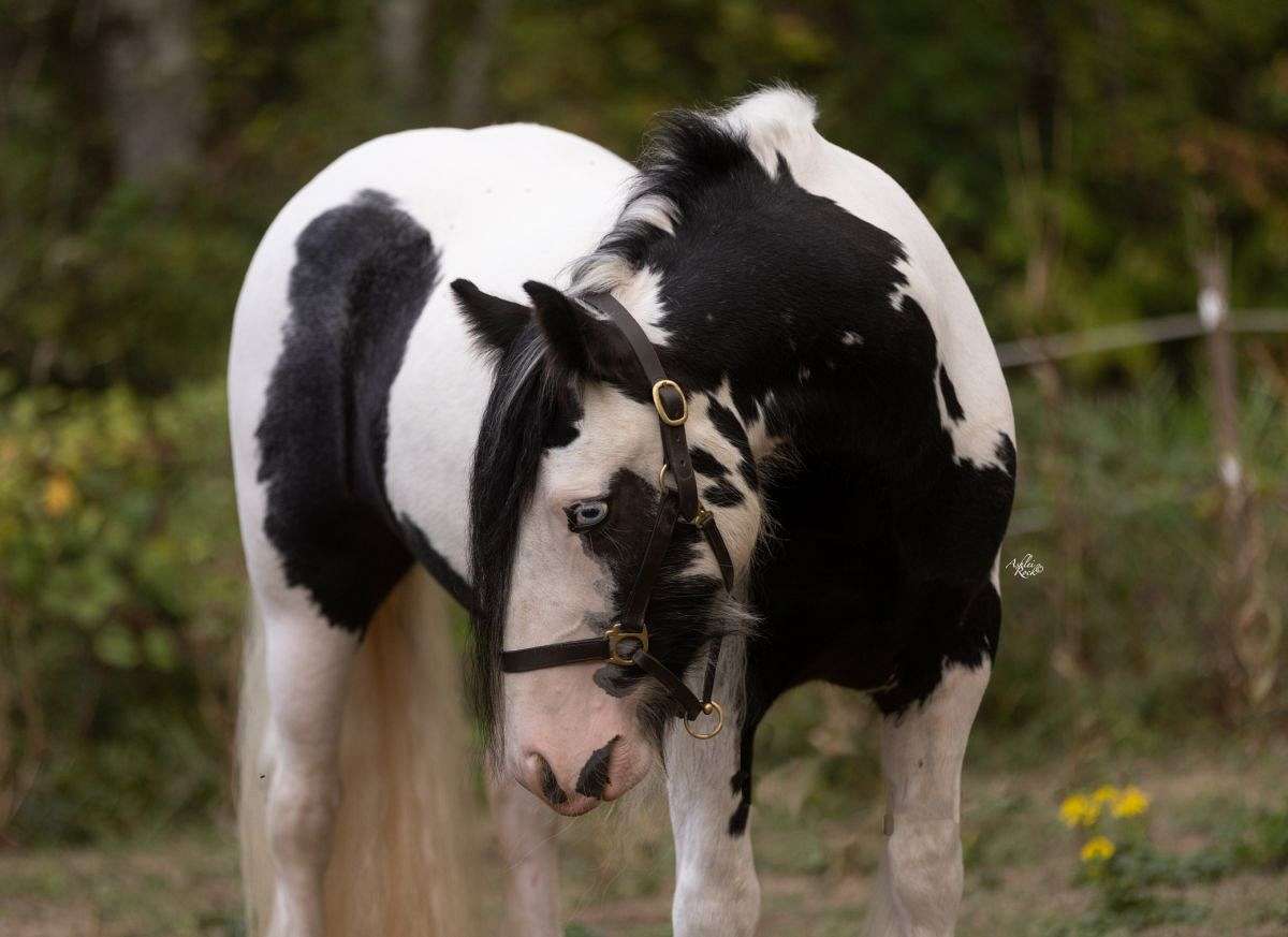 The Ultimate Unicorn- Gypsy Vanner Gelding