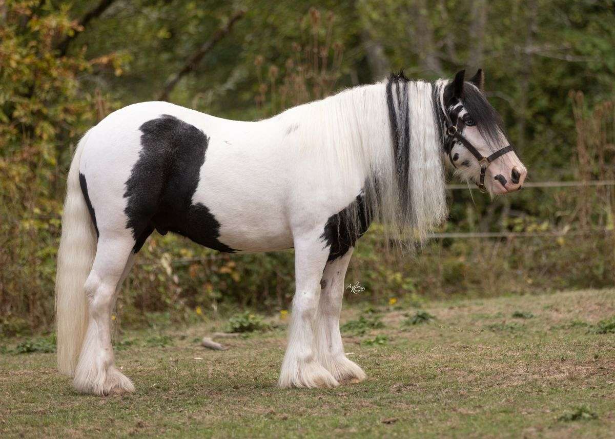The Ultimate Unicorn- Gypsy Vanner Gelding