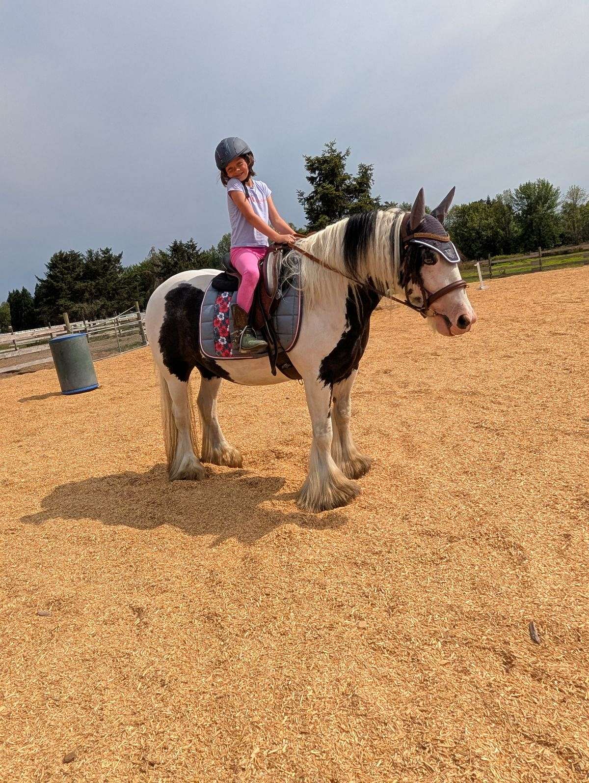 The Ultimate Unicorn- Gypsy Vanner Gelding