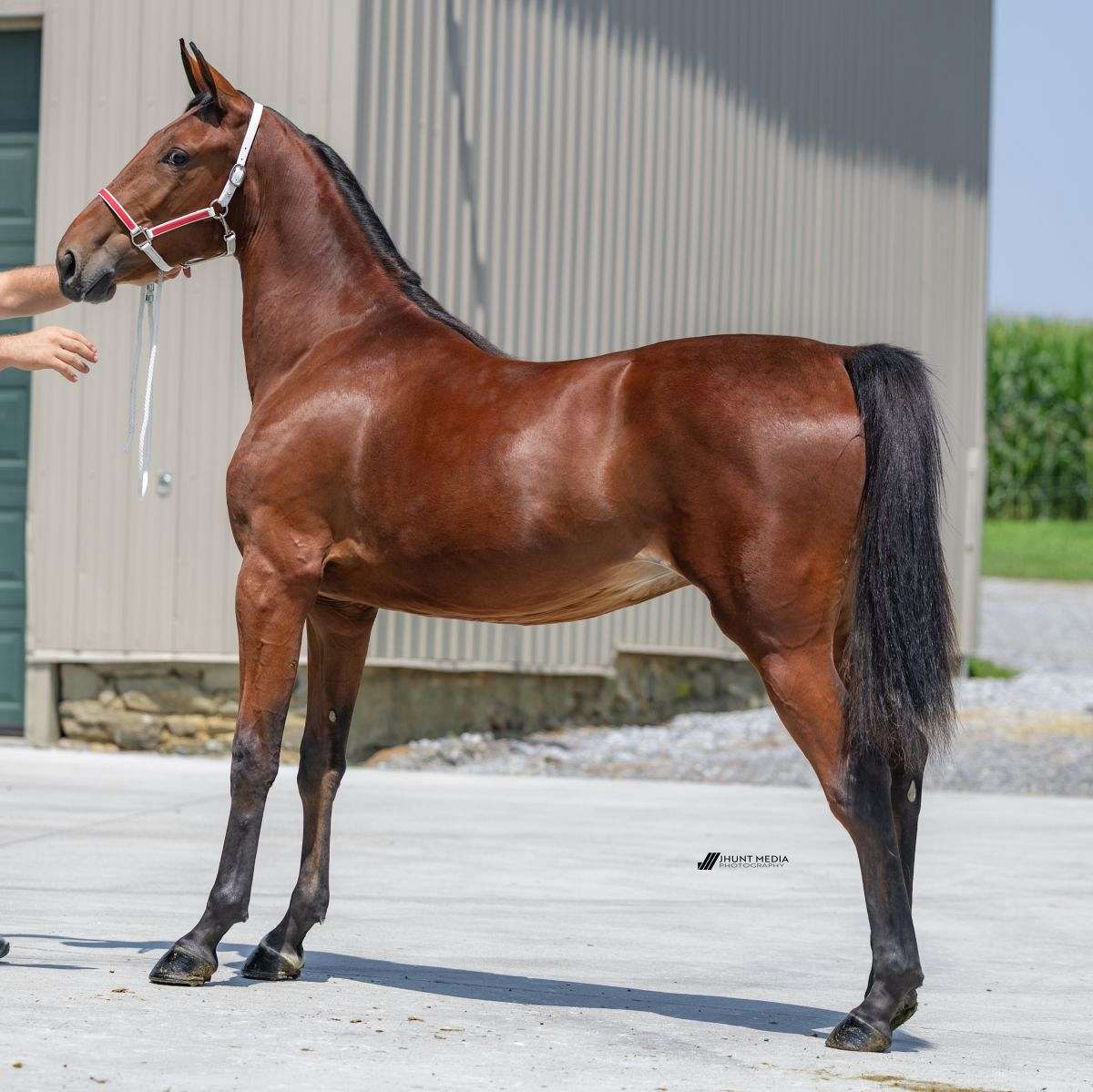 Gump's Crystal - Calm Bay Mare With Dr Gump Bloodlines