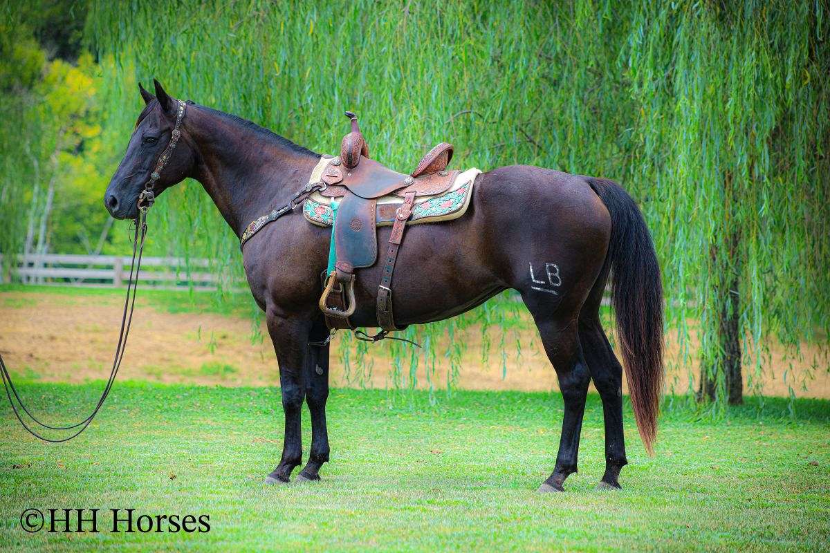 Super Nice Black Quarter Horse Mare, Trail Ride, Rope, Ranch