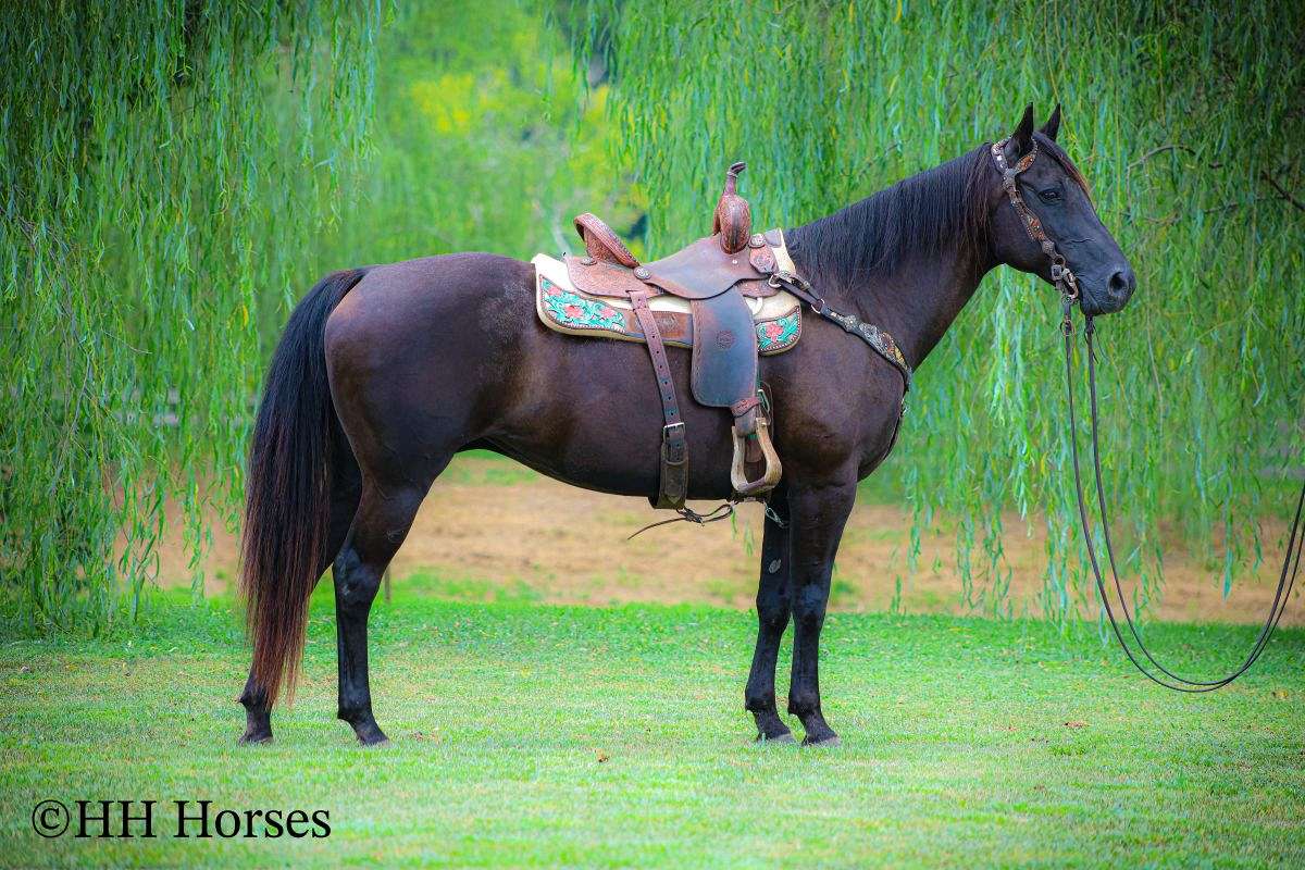 Super Nice Black Quarter Horse Mare, Trail Ride, Rope, Ranch