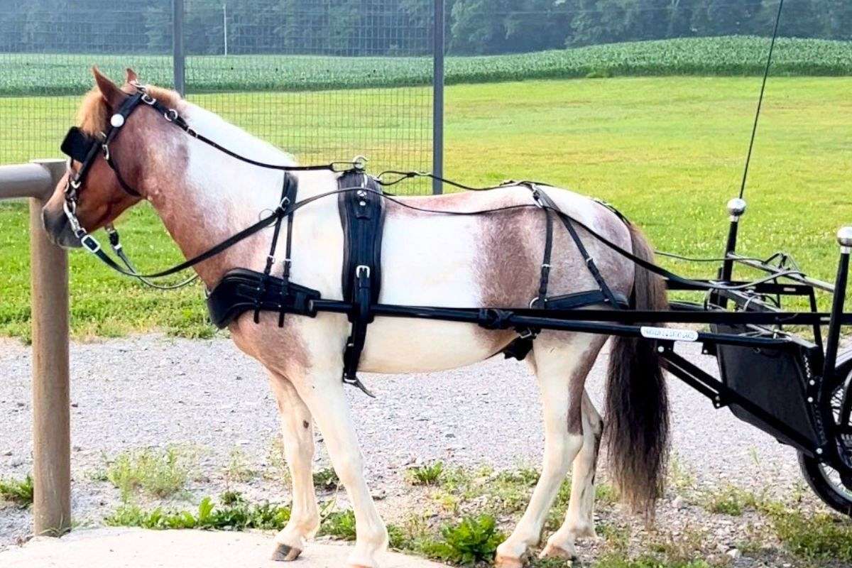 Patrick – Step-Up Pony| Rides, Drives, Trails & Ranch